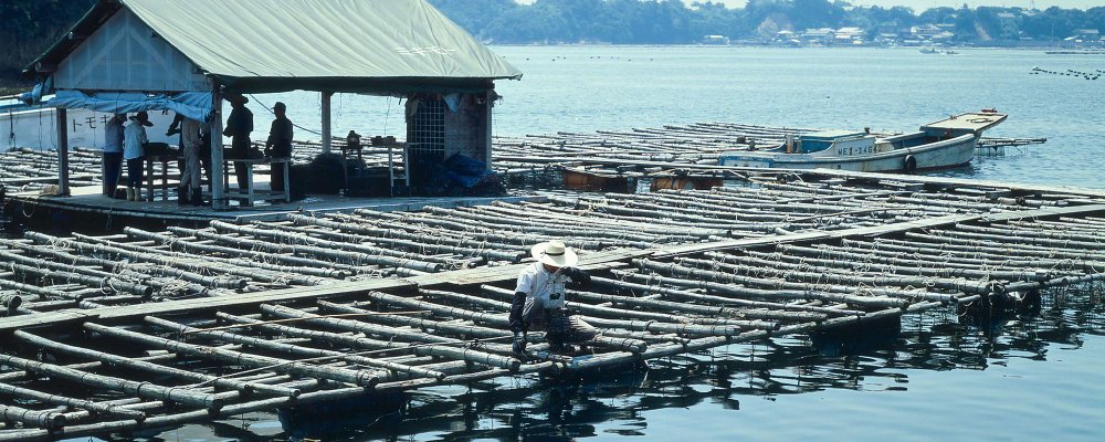 Mikimoto: The Journey of a Pearl | Laings